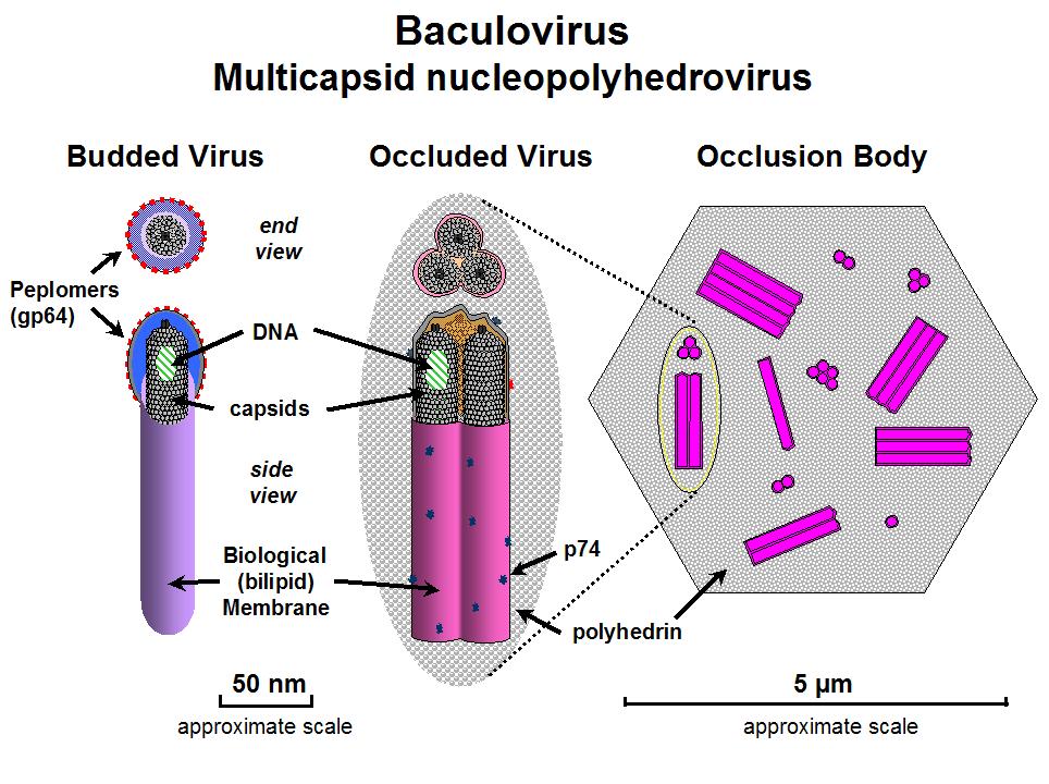 Potensi nukleopolyhedrovirus endogenik Indonesia sebagai agensia ...